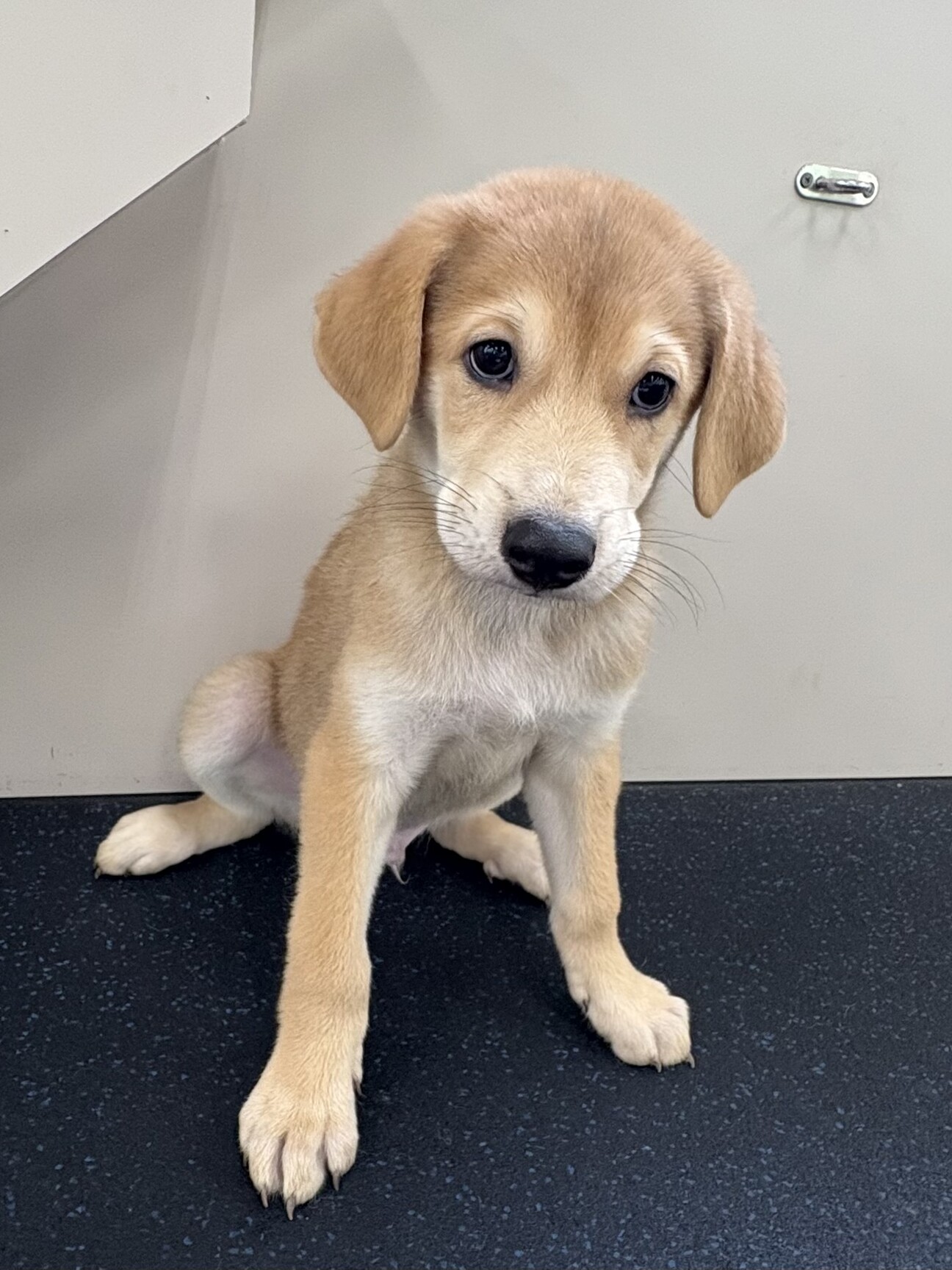 「生後2ヶ月「25年7月生...」栃木県 - 犬の里親募集(525982) :: ペットのおうち【里親決定29万頭！】