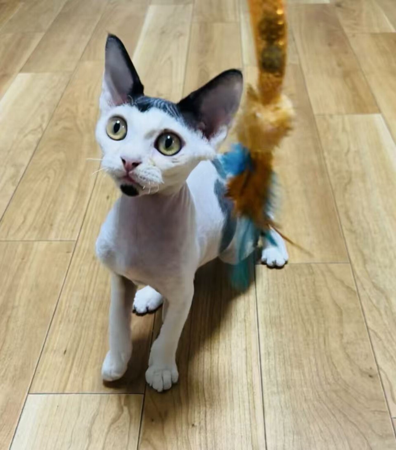 無償譲渡】デボンレック...」東京都 - 猫の里親募集(526125) :: ペットのおうち【里親決定30万頭！】