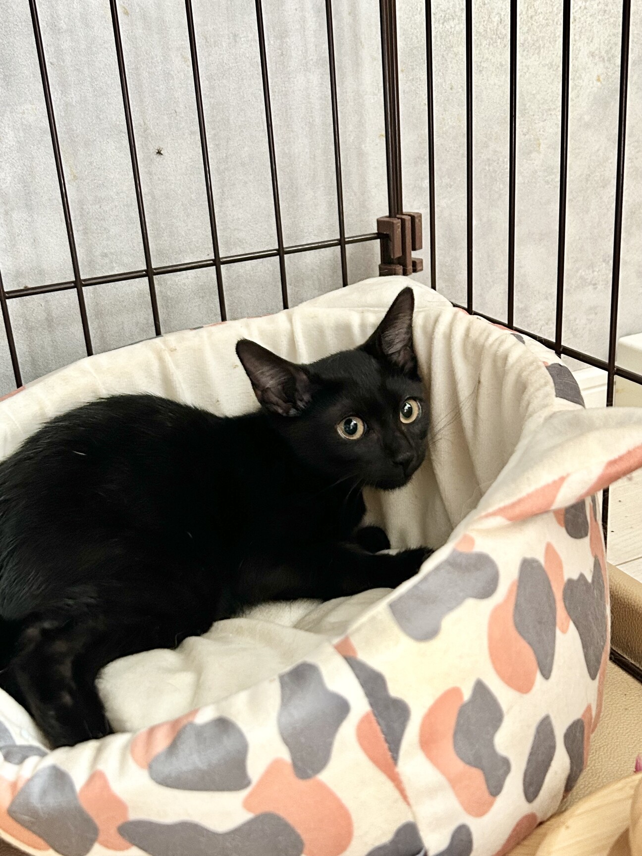 「黒猫・目が金色クリクリ男...」愛知県 - 猫の里親募集(526141) :: ペットのおうち【里親決定29万頭！】