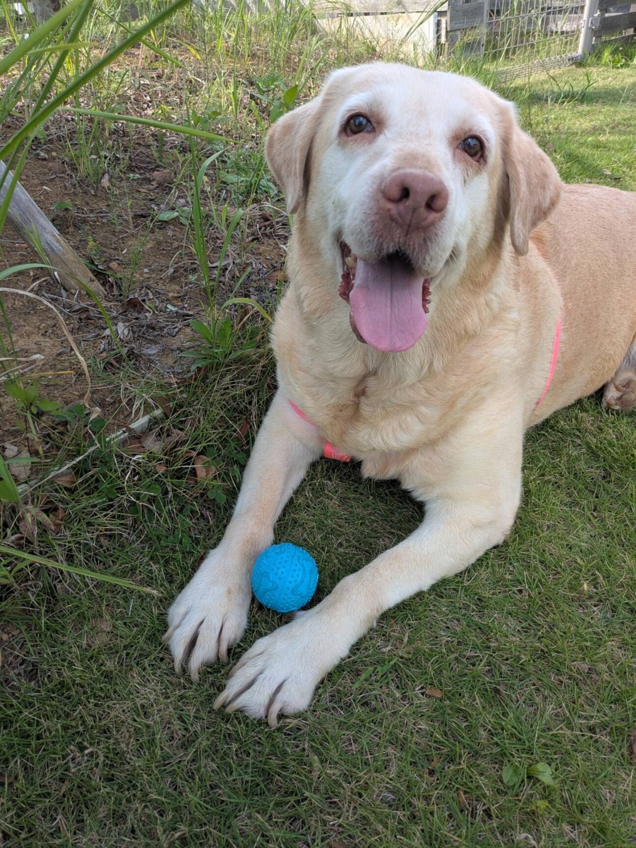 「甘えたな女の子」長野県 - 犬の里親募集(526543) :: ペットのおうち【里親決定29万頭！】