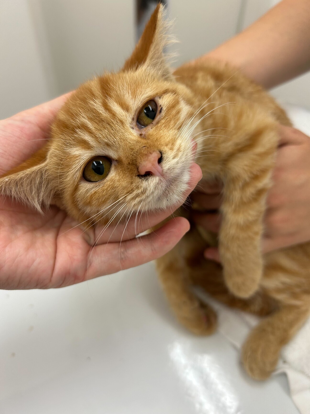 「おとなしめな女の子カボス...」東京都 - 猫の里親募集(526634) :: ペットのおうち【里親決定29万頭！】