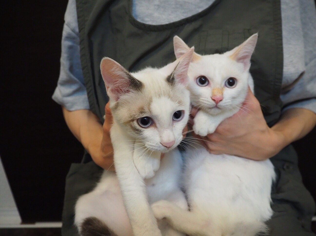 トライアル決定!!】エ...」栃木県 - 猫の里親募集(526889) 4枚目の画像 :: ペットのおうち【里親決定25万頭！】