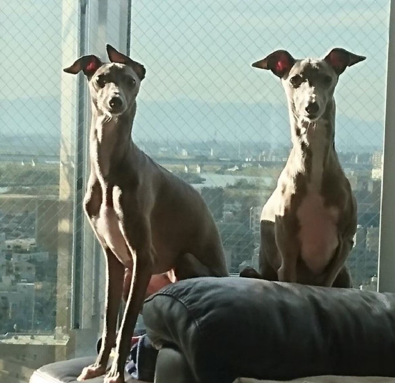 「飼い主さん急逝 イタグレ...」埼玉県 - 犬の里親募集(526592) 2枚目の画像 :: ペットのおうち【里親決定25万頭！】