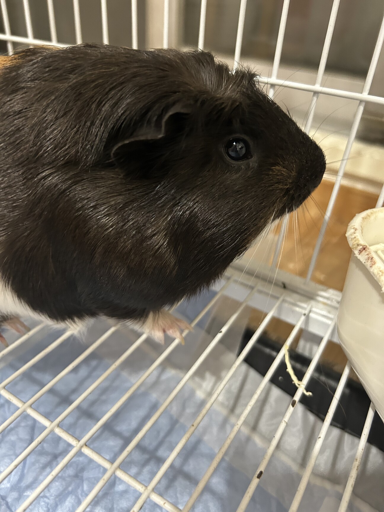 「モルモット健気な 男の子 」大阪府 - 小動物の里親募集(527404) :: ペットのおうち【里親決定30万頭！】