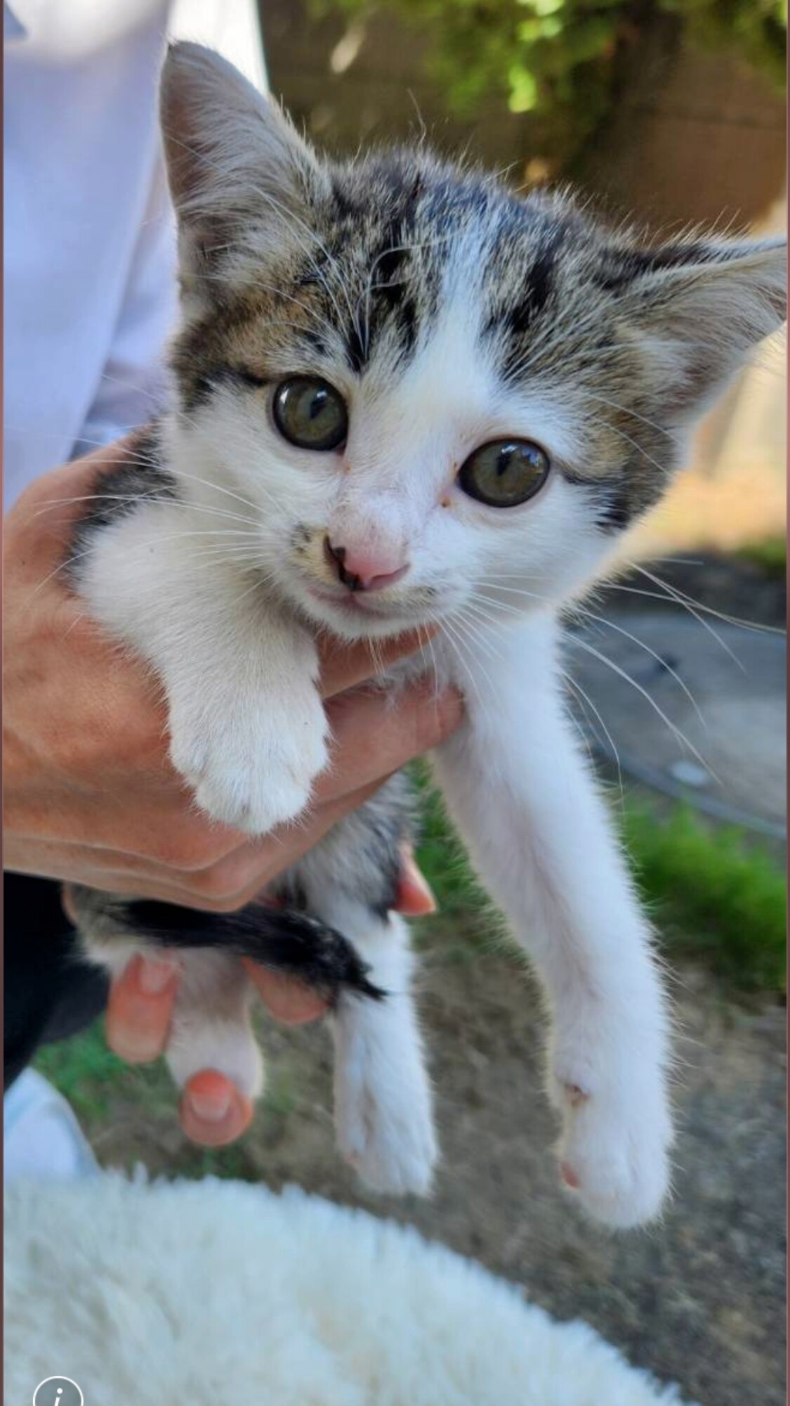 「かわいい子猫ちゃんです！」香川県 - 猫の里親募集(527421) :: ペットのおうち【里親決定29万頭！】
