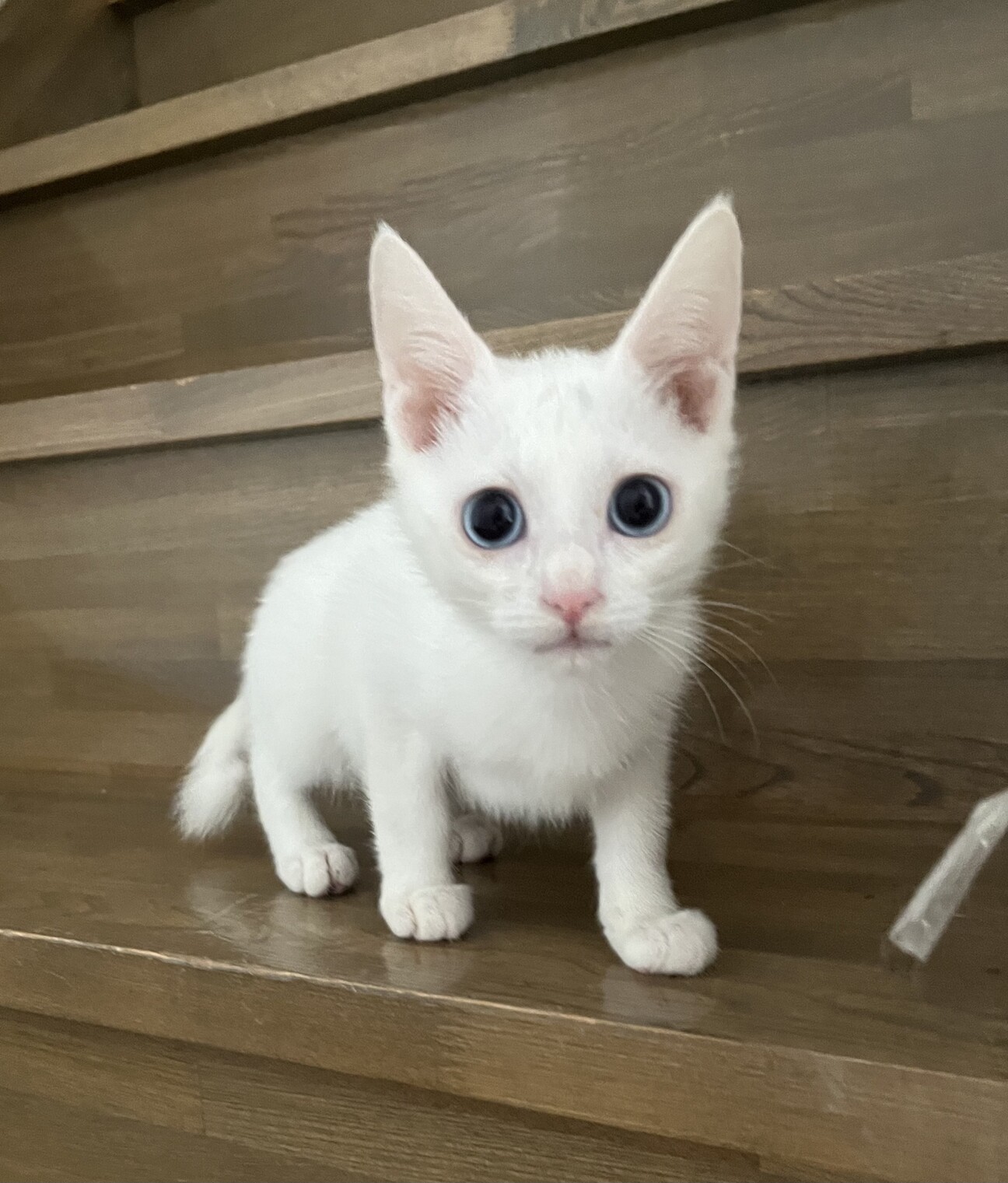 「可愛いブルーアイの男の子です」大分県 - 猫の里親募集(528191) :: ペットのおうち【里親決定29万頭！】