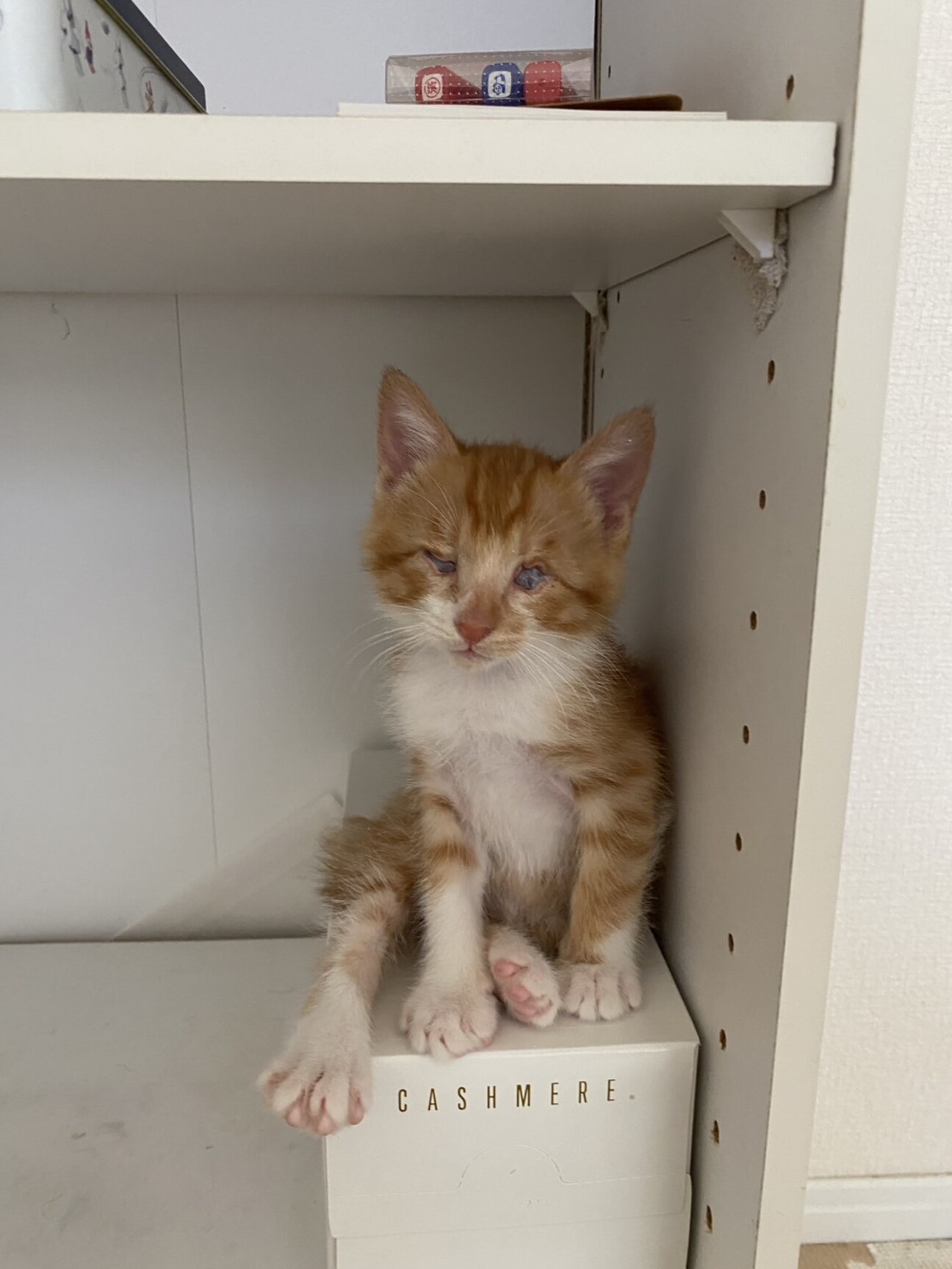 「遊ぶの大好きな甘えん坊 ...」東京都 - 猫の里親募集(531029) 4枚目の画像 :: ペットのおうち【里親決定25万頭！】