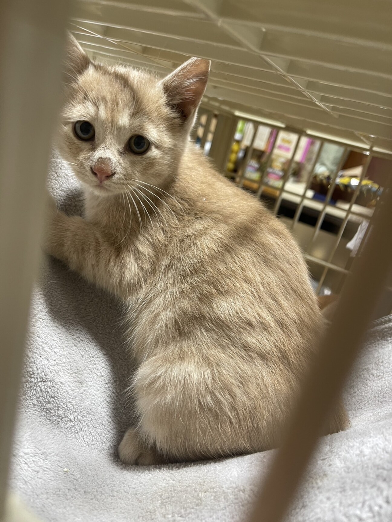 「ミルク・頭の良いミルクテ...」東京都 - 猫の里親募集(533121) :: ペットのおうち【里親決定29万頭！】