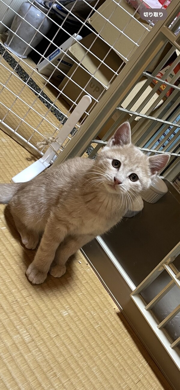 「ミルク・頭の良いミルクテ...」東京都 - 猫の里親募集(533121) 2枚目の画像 :: ペットのおうち【里親決定25万頭！】