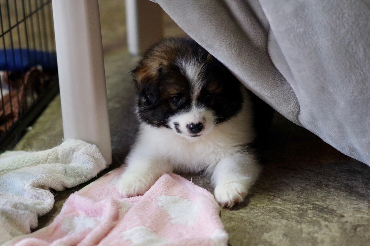 「やんちゃなぼふぼふボーイ」兵庫県 - 犬の里親募集(533722) 2枚目の画像 :: ペットのおうち【里親決定25万頭！】