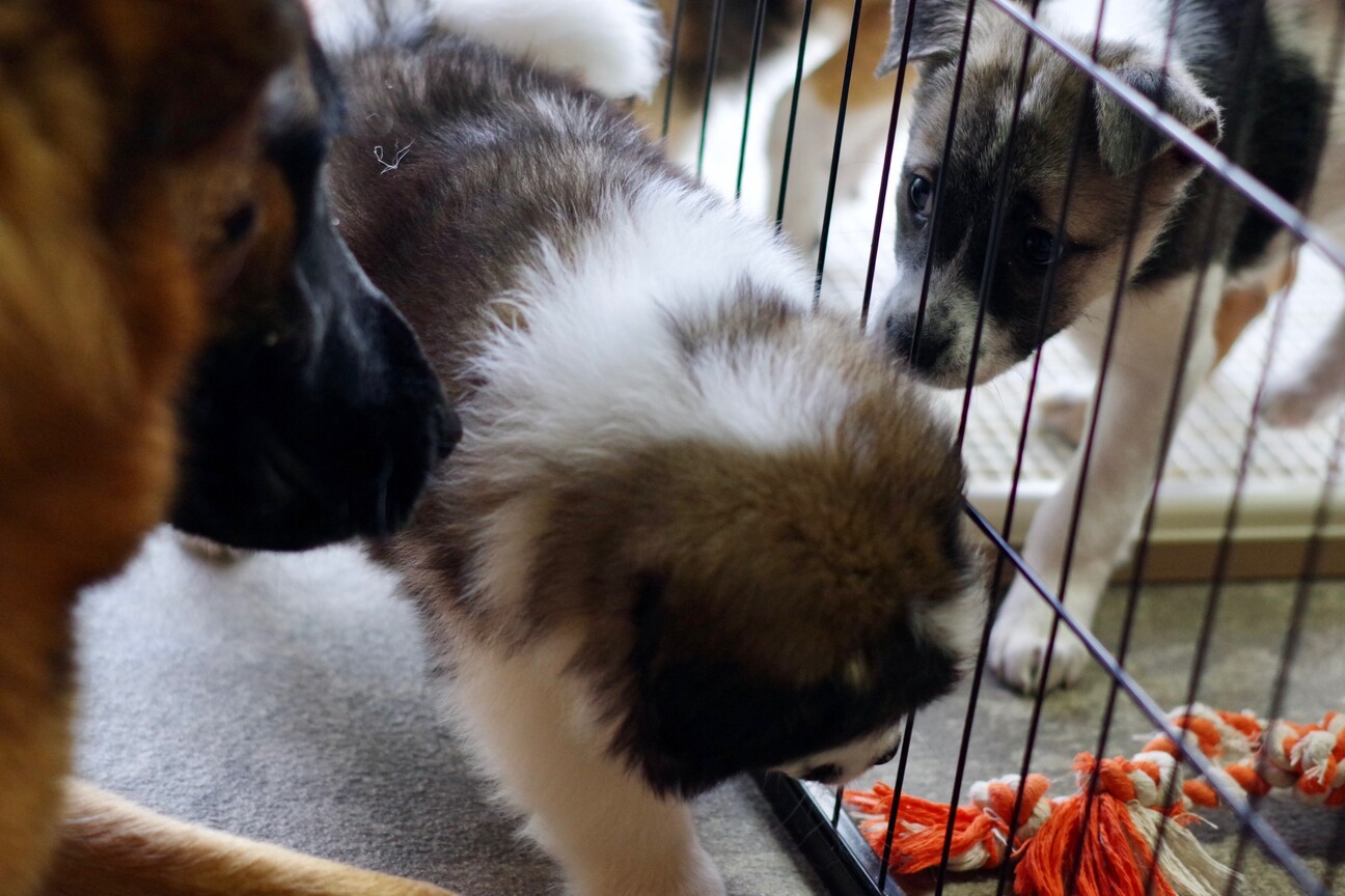 「やんちゃなぼふぼふボーイ」兵庫県 - 犬の里親募集(533722) 6枚目の画像 :: ペットのおうち【里親決定25万頭！】