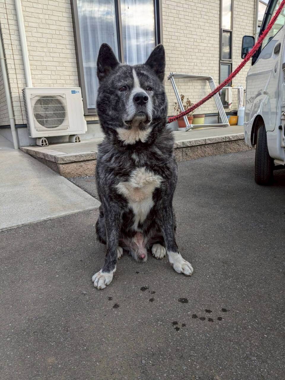 「純血秋田犬 虎毛牡 」茨城県 - 犬の里親募集(533777) 2枚目の画像 :: ペットのおうち【里親決定25万頭！】