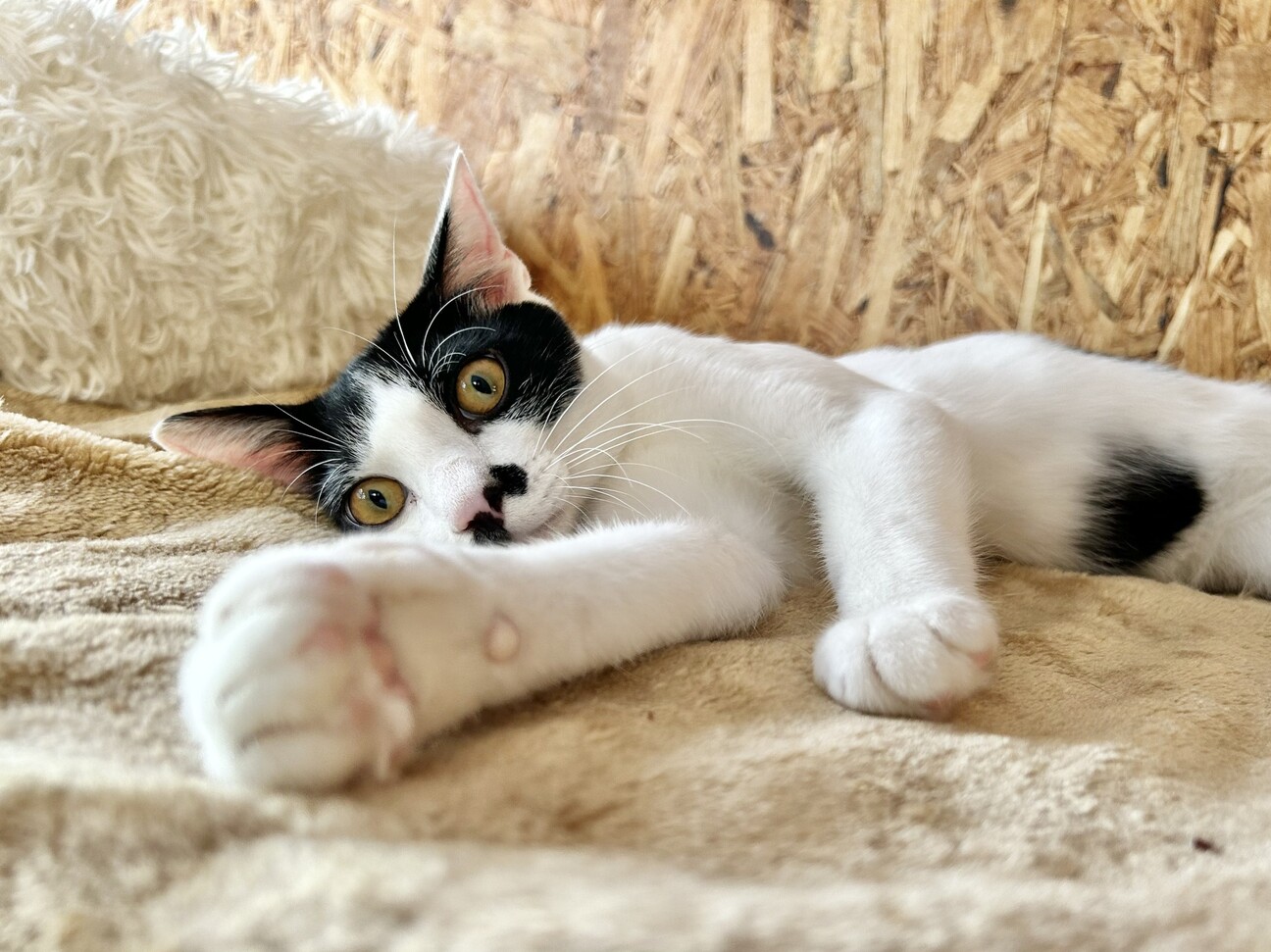 「人が大好き、くっついて歩...」埼玉県 - 猫の里親募集(534514) :: ペットのおうち【里親決定30万頭！】