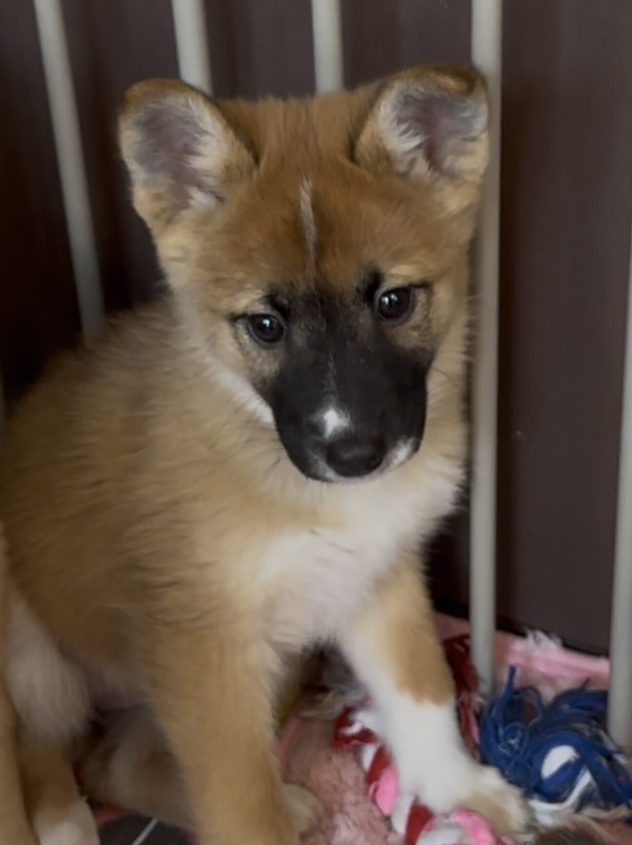 「リコちゃん♡2ヶ月半」広島県 - 犬の里親募集(534626) :: ペットのおうち【里親決定30万頭！】