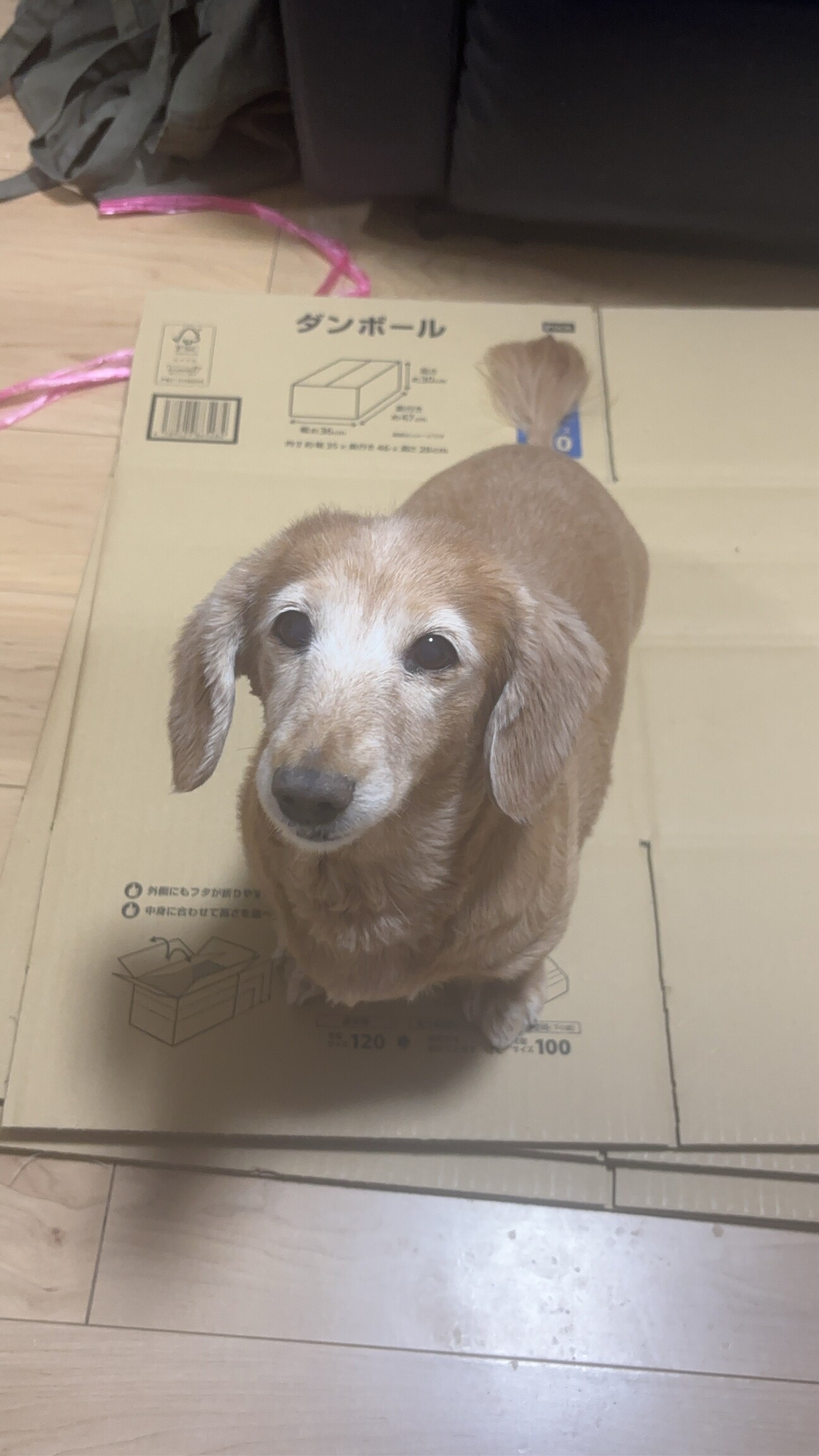 「ミニチュアダックスフンド...」北海道 - 犬の里親募集(536360) 6枚目の画像 :: ペットのおうち【里親決定25万頭！】