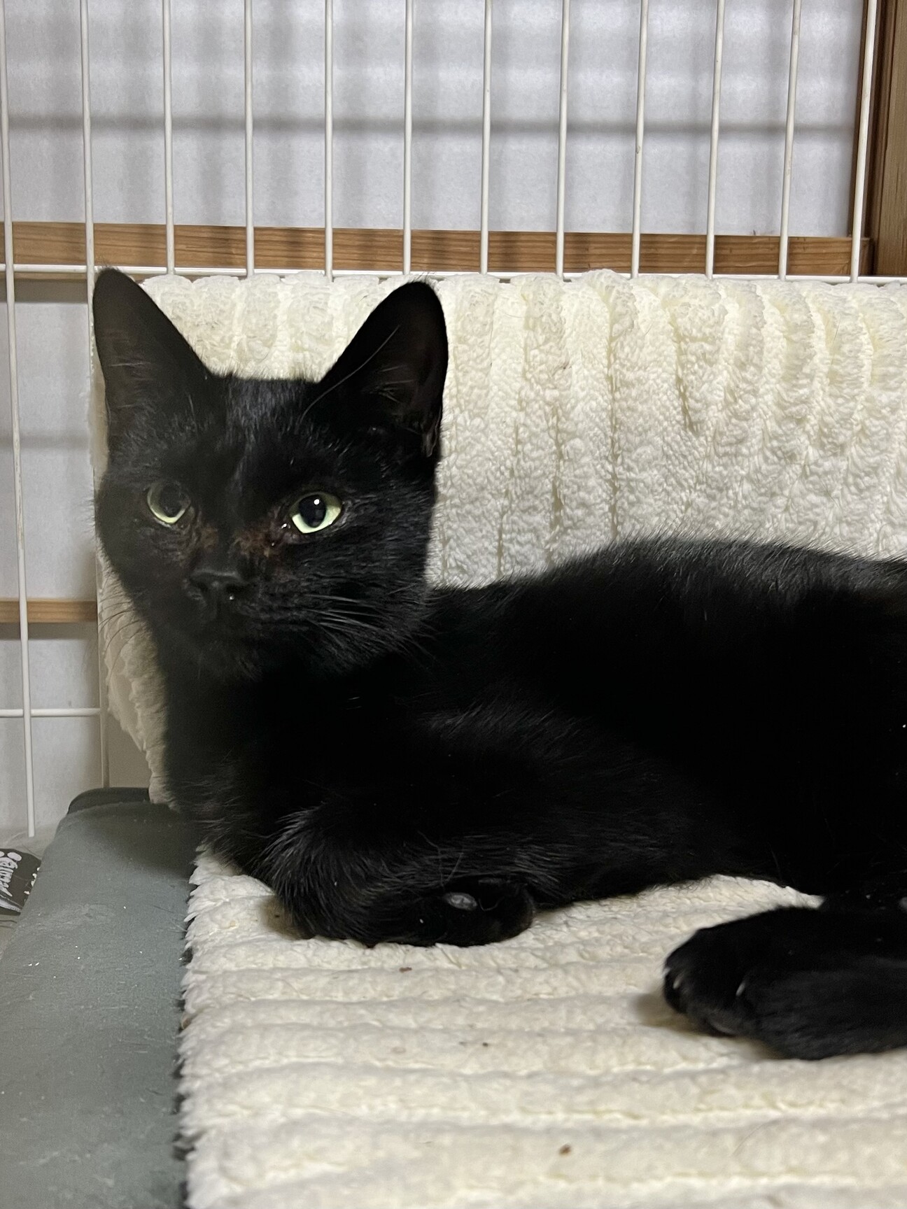 「黒猫のおこげ君♪」東京都 - 猫の里親募集(537382) :: ペットのおうち【里親決定30万頭！】