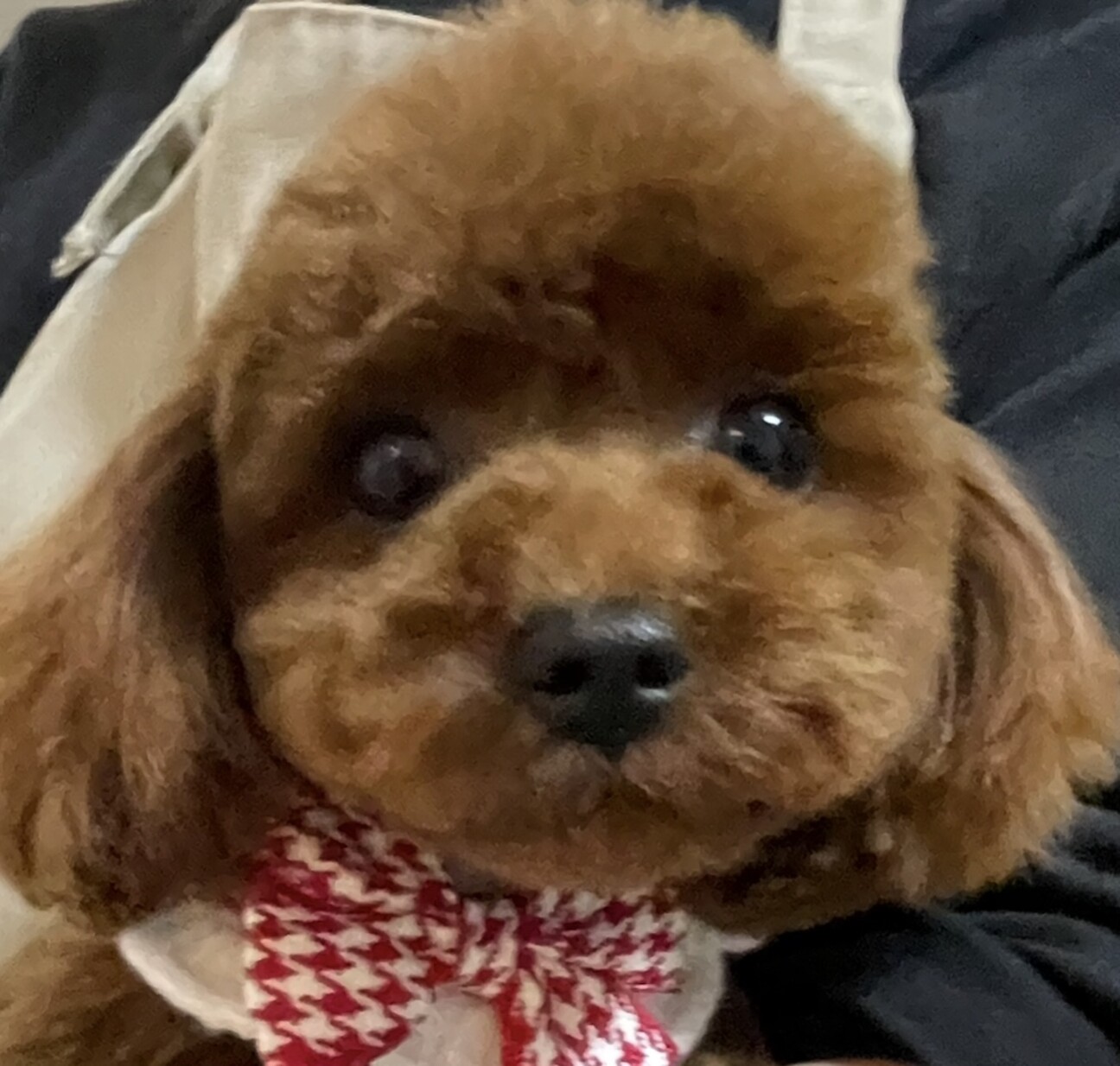 「トイプードル・女の子・3歳」栃木県 - 犬の里親募集(540812) :: ペットのおうち【里親決定30万頭！】